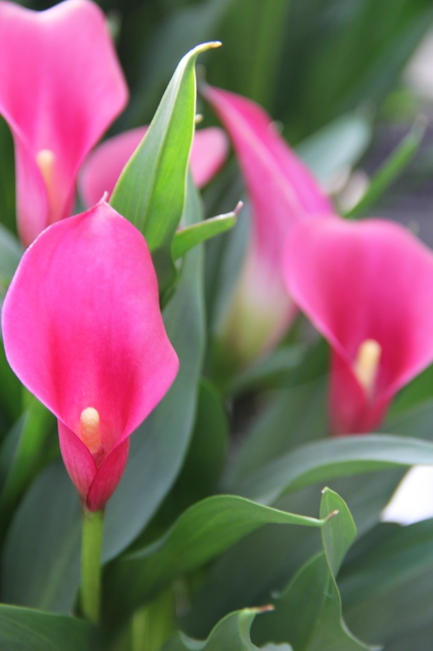 'Callafornia Red' - Greenhouse Product News