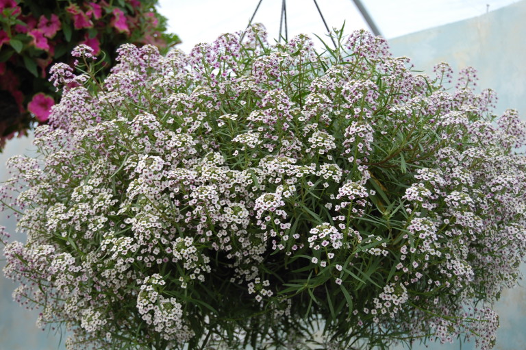 'Blushing Princess' Lobularia - Greenhouse Product News