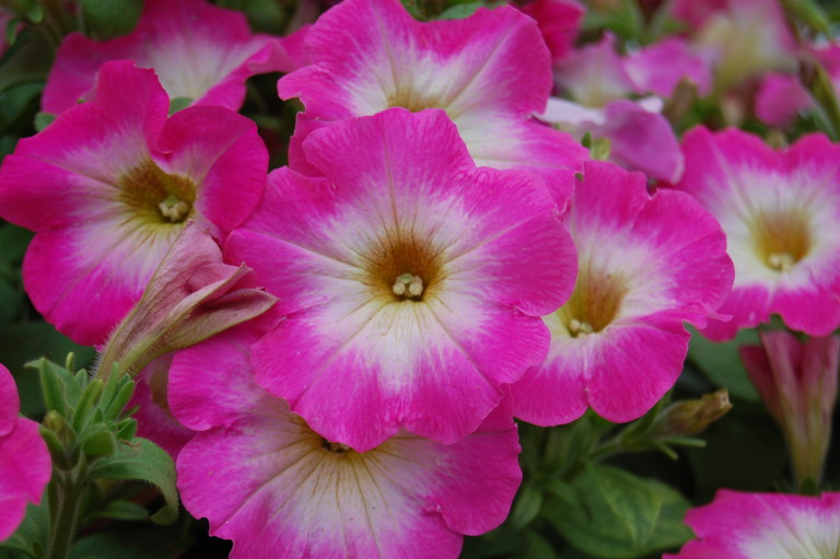 'Perfectunia Magic Morn' Petunia - Greenhouse Product News