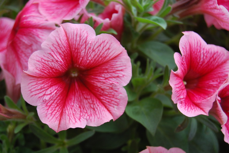 Potunia Plus 'Strawberry Ice' - Greenhouse Product News
