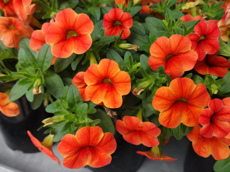 Conga Cali - Greenhouse Product News