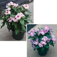 Syngenta Flowers Goldsmith Seeds | Best Flower Site