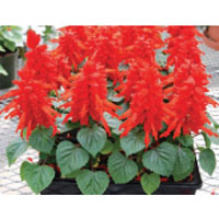 Salvia - Greenhouse Product News