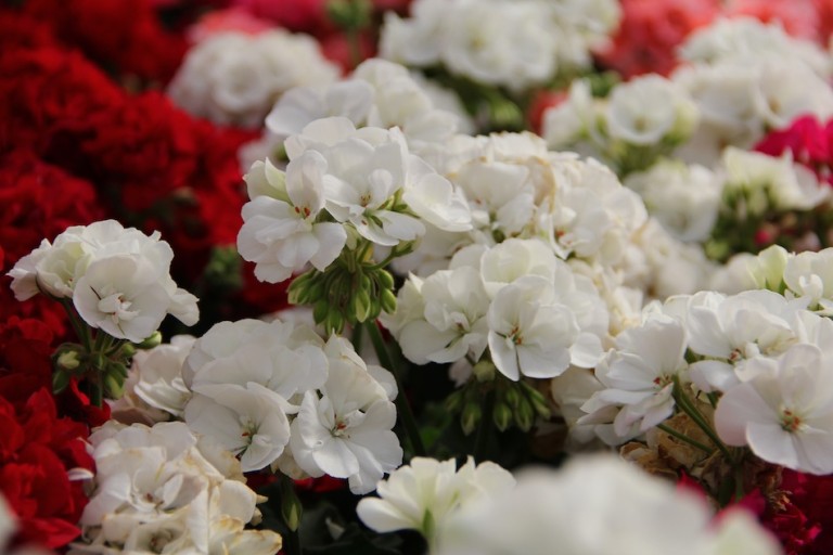A Dynamo White Geranium - Greenhouse Product News