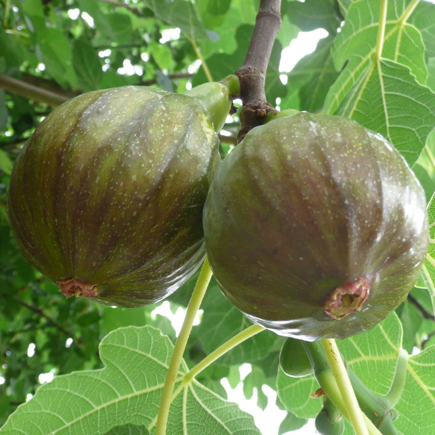 Fig - Greenhouse Product News