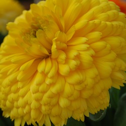 Calendula - Greenhouse Product News