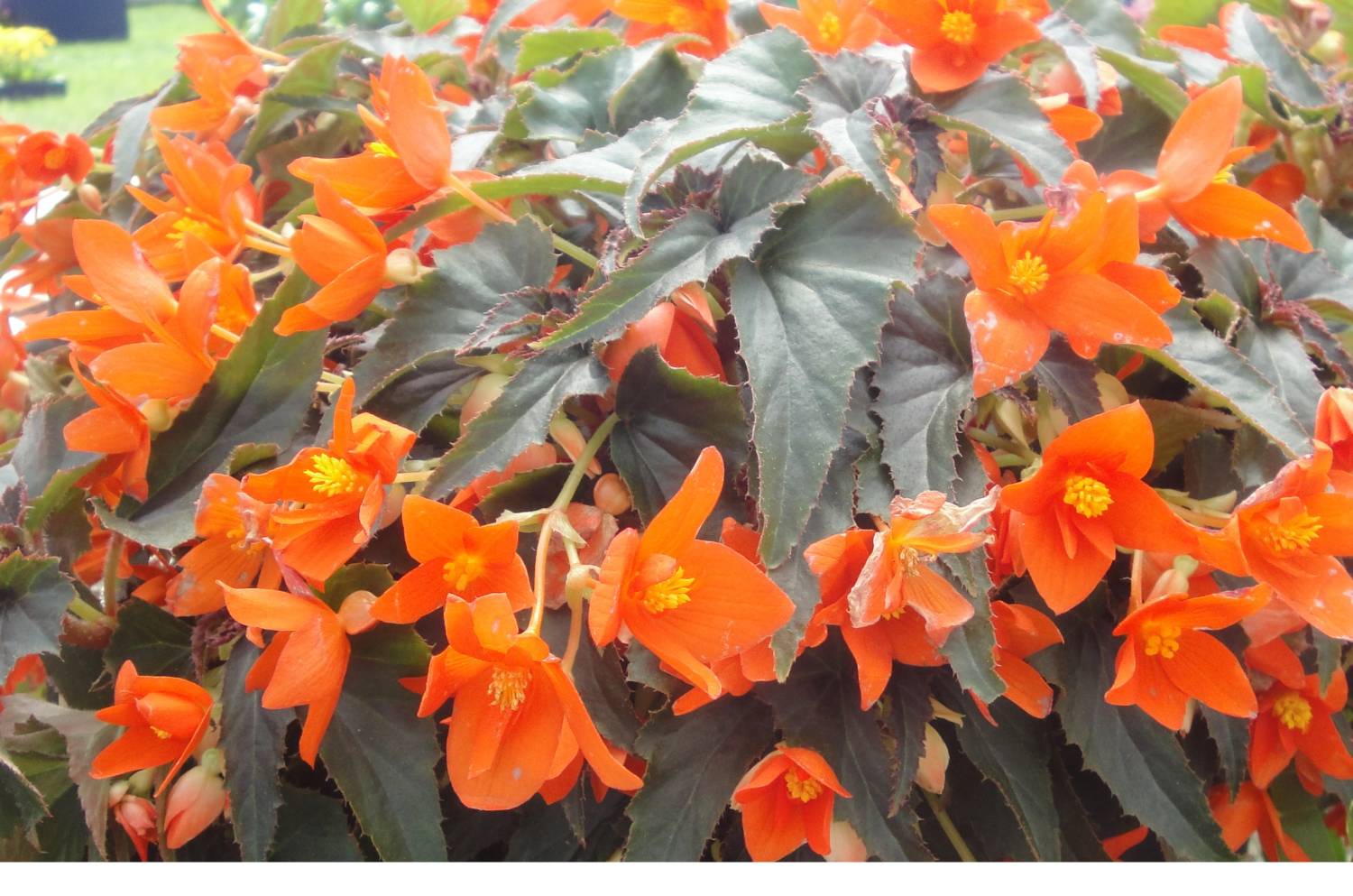 Bright Begonia - Greenhouse Product News