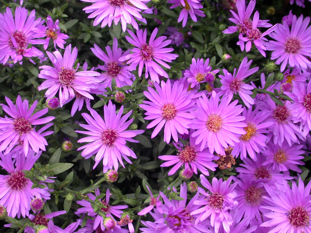 This Month in Diseases: Aster - Greenhouse Product News
