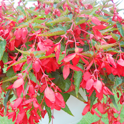 Begonia 'Waterfall Encanto Red' - Greenhouse Product News