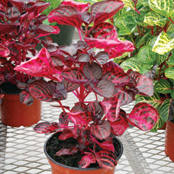 Iresine - Greenhouse Product News