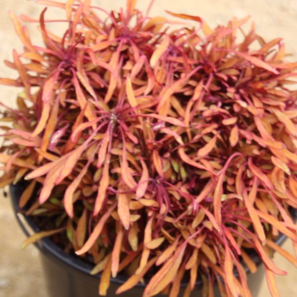 Coleus ‘Fancy Feathers Copper’ - Greenhouse Product News