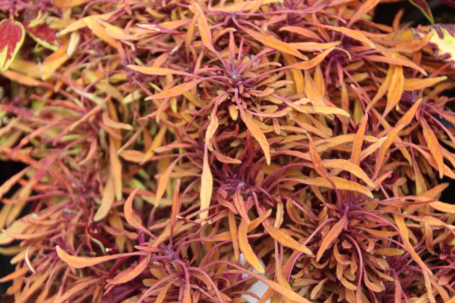 Fancy Feathers - Greenhouse Product News