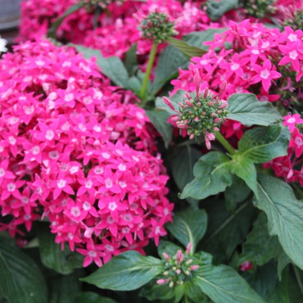 Pentas Honeycluster series - Greenhouse Product News