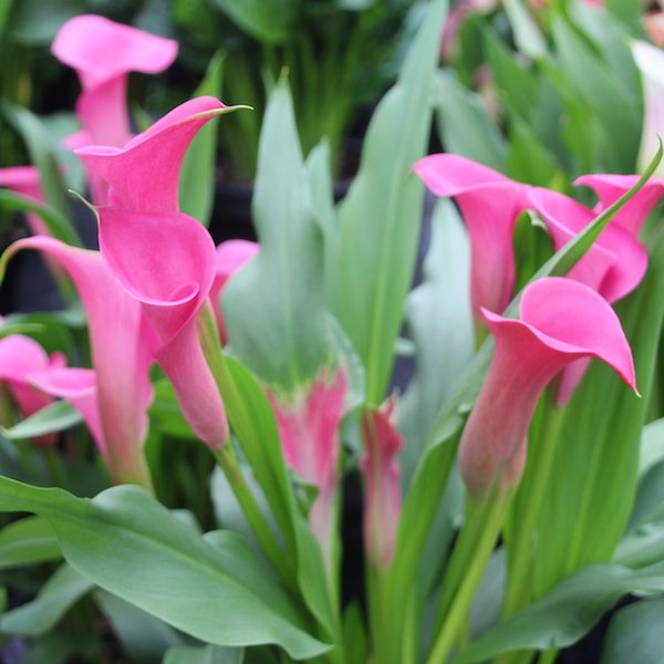 Calla lily 'Lip Gloss' - Greenhouse Product News