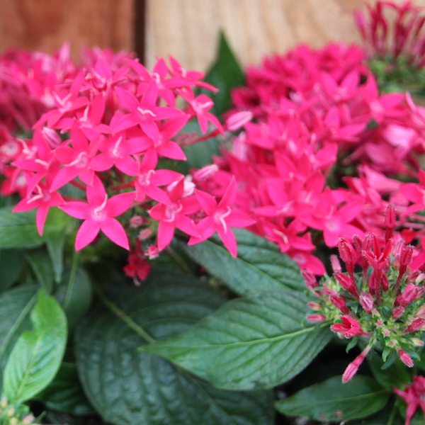 Help Keep Gardens Buzzing - Greenhouse Product News