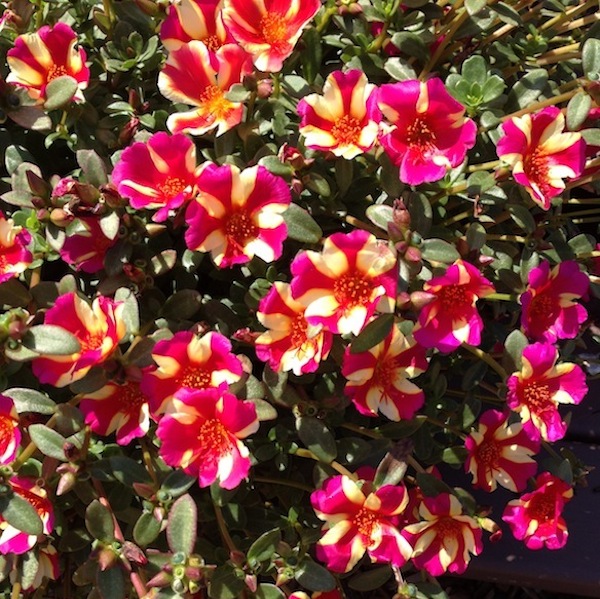 Portulaca ‘Colorblast Watermelon Punch’ - Greenhouse Product News