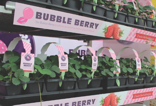 New Edibles at Spring Trials - Greenhouse Product News