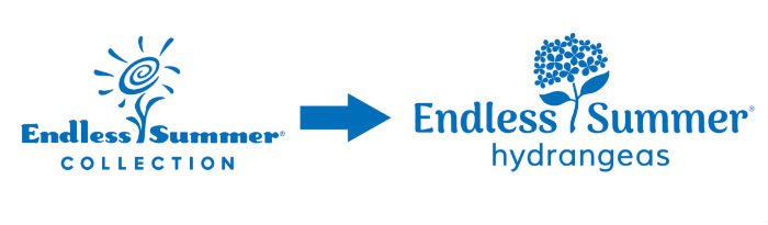 Endless Summer Hydrangeas Unveils New Look - Greenhouse Product News