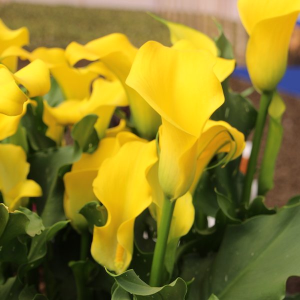 Spring Trials Day 5 — GroLink and Ball Horticultural Co. - Greenhouse ...