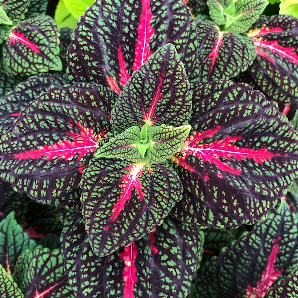 Coleus ‘Main Street La Rambla’ - Greenhouse Product News