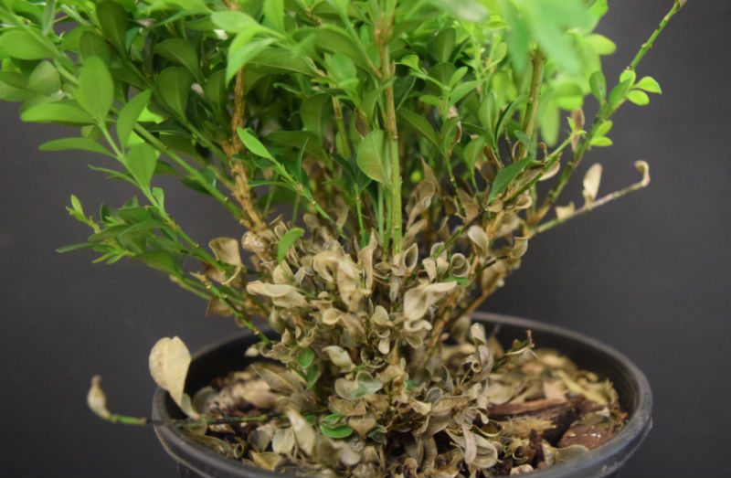New Boxwood Blight Best Management Practices Issued - Greenhouse ...