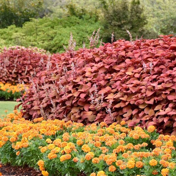 Coleus ‘Campfire’ - Greenhouse Product News