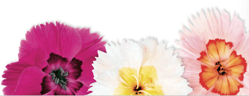 Culture Report: Dianthus American Pie Series - Greenhouse Product News