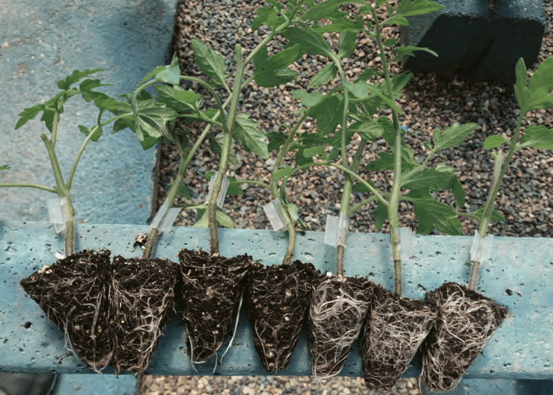 Exploring New Media Options - Greenhouse Product News