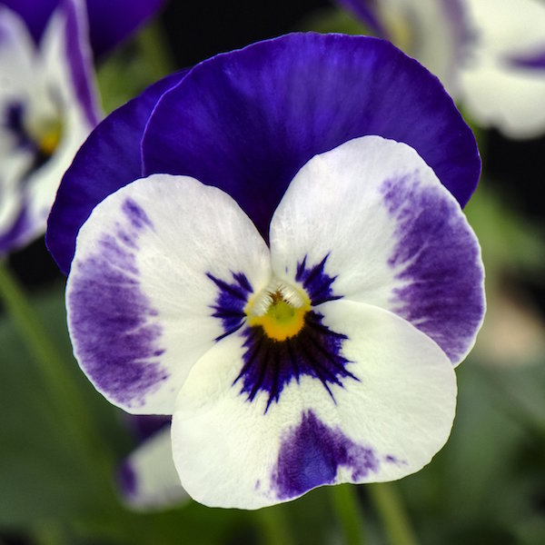Viola ‘Corina Deep Blue and White’ - Greenhouse Product News