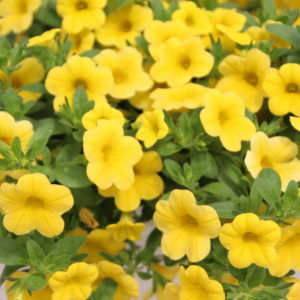 Crazy for Calibrachoa - Greenhouse Product News