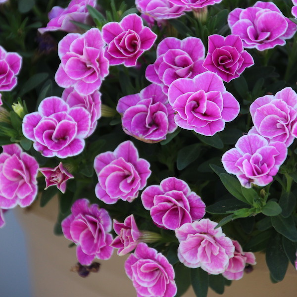 ‘Superbells Doublette Love Swept’ - Greenhouse Product News