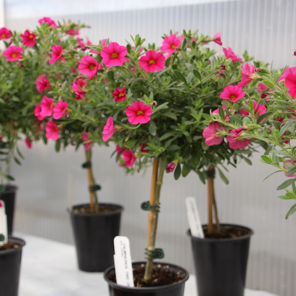 Crazy for Calibrachoa - Greenhouse Product News