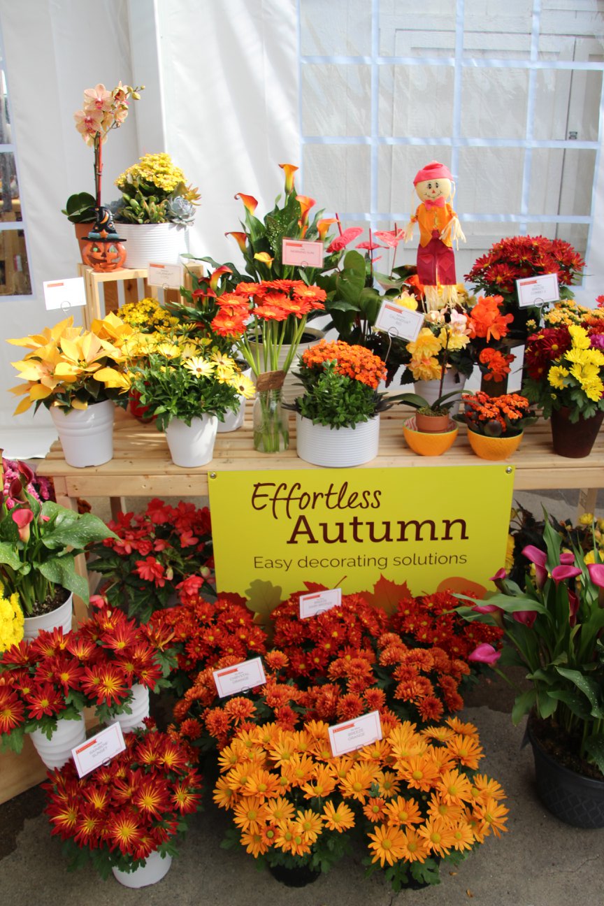 Fun autumn display at Dümmen Orange - Greenhouse Product News