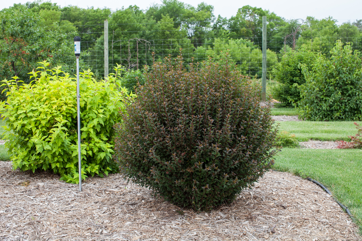 Ornamental Shrubs: Beyond the Hype - Greenhouse Product News