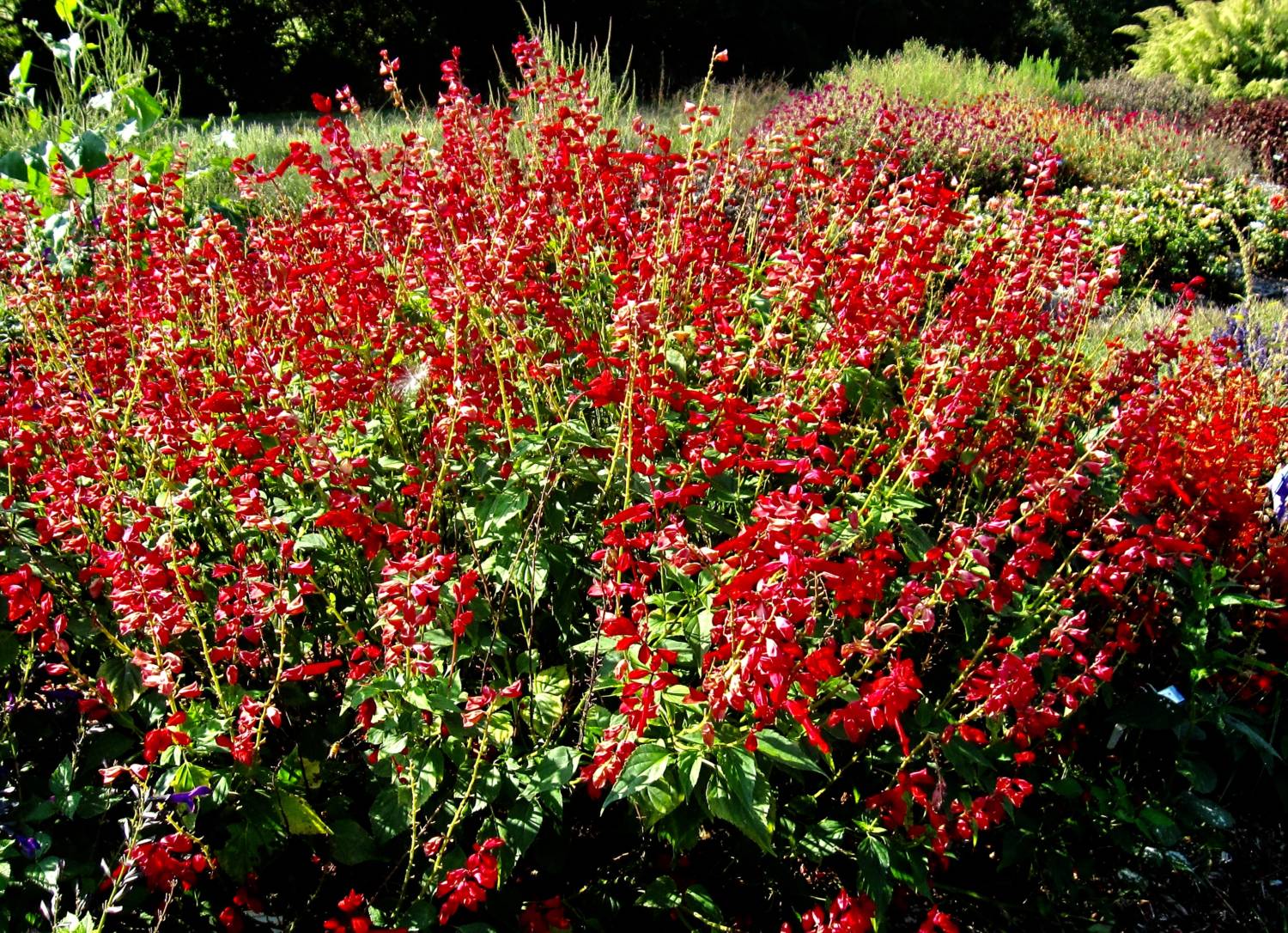 Sunset at the Kansas State University Flower Trial - Greenhouse Product ...