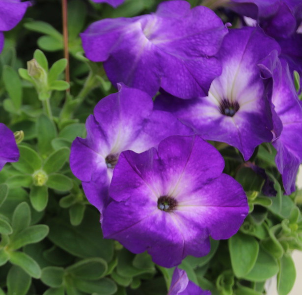 'Sanguna Patio Radiant Dark Blue' - Greenhouse Product News