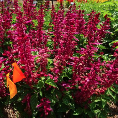 Salvia ‘Grandstand Red Pink Lipstick’ - Greenhouse Product News