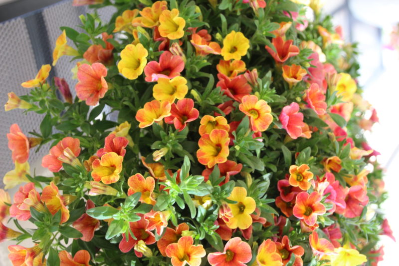 Up and Comers for 2019 - Greenhouse Product News