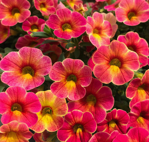 6. Calibrachoa ‘Chameleon Atomic Orange’ - Greenhouse Product News