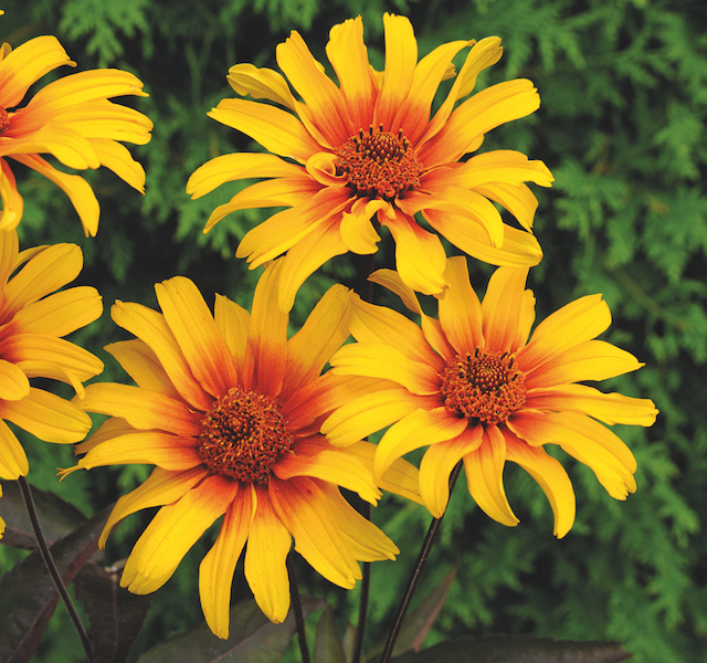 Heliopsis ‘Burning Hearts’ - Greenhouse Product News