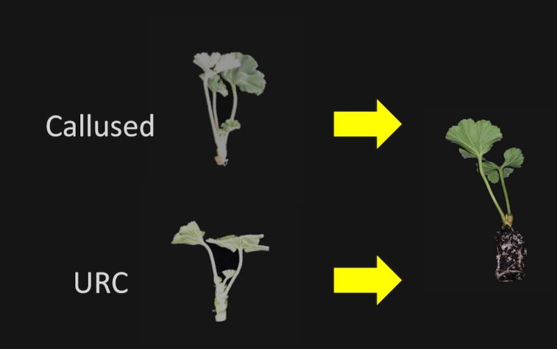 Economics of Starter Plant Material Options - Greenhouse Product News