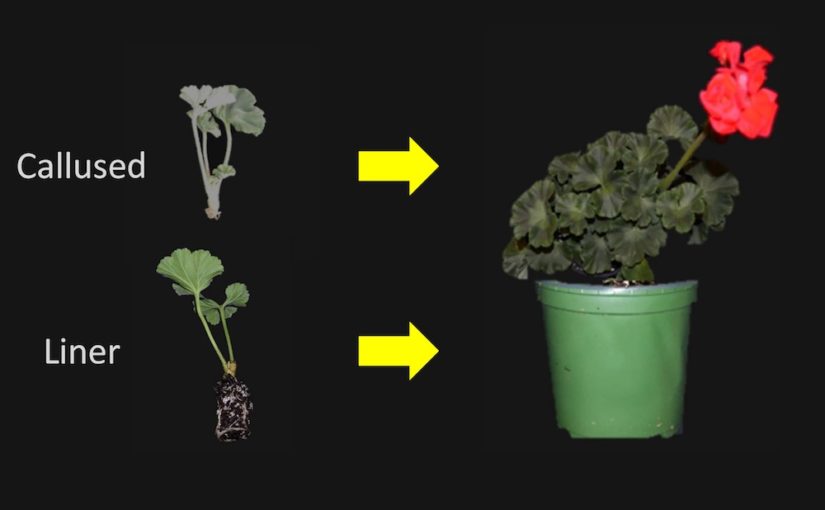 Economics of Starter Plant Material Options - Greenhouse Product News