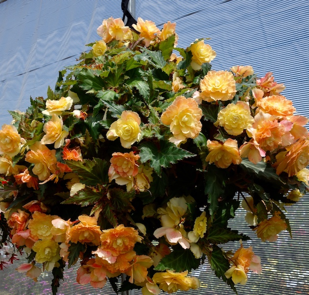 ‘I’Conia Portofino Sunrise’ - Greenhouse Product News