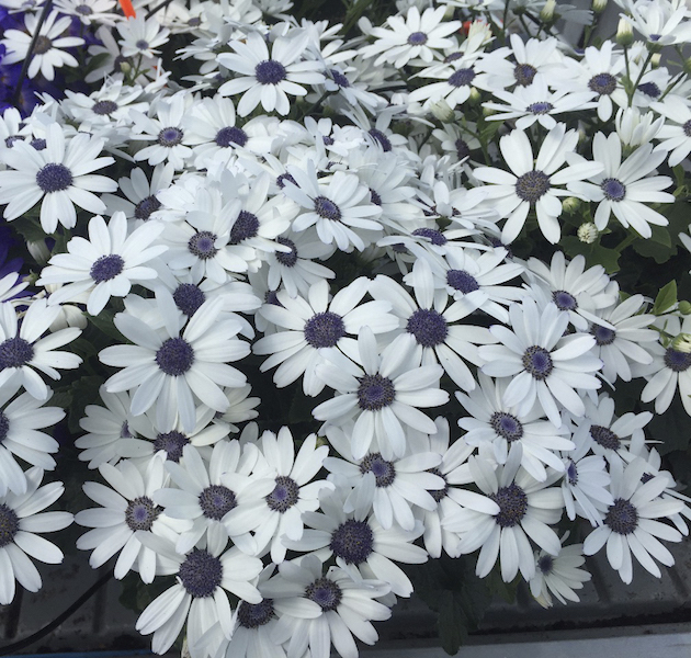 Pericallis ‘Senetti White’ - Greenhouse Product News