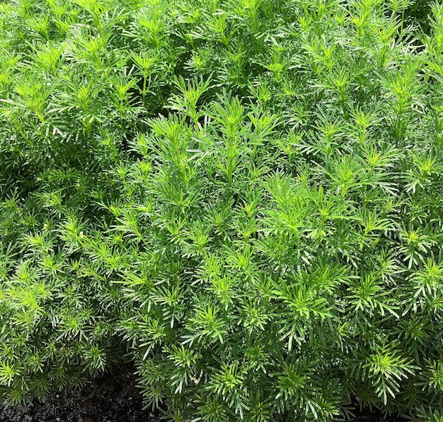 Tagetes filifolia ‘Dropshot’ - Greenhouse Product News