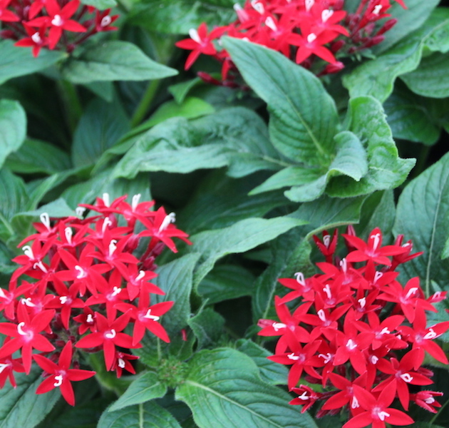 Pentas 20/20 Graffiti - Greenhouse Product News