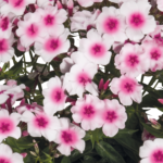 Phlox - Greenhouse Product News