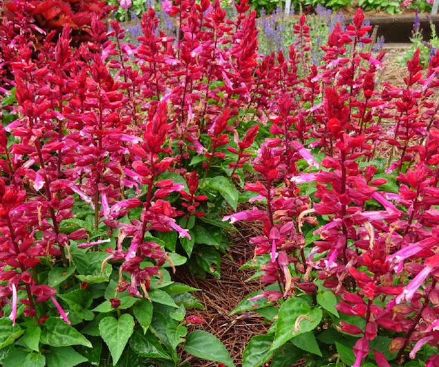 Salvia ‘Grandstand Red Pink Lipstick’ - Greenhouse Product News
