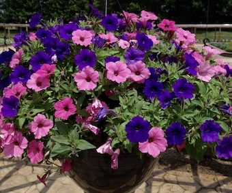 MixMaster Tart Deco - Greenhouse Product News