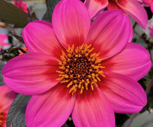 Dahlia ‘Dahlegria Apricot Tricolor’ - Greenhouse Product News